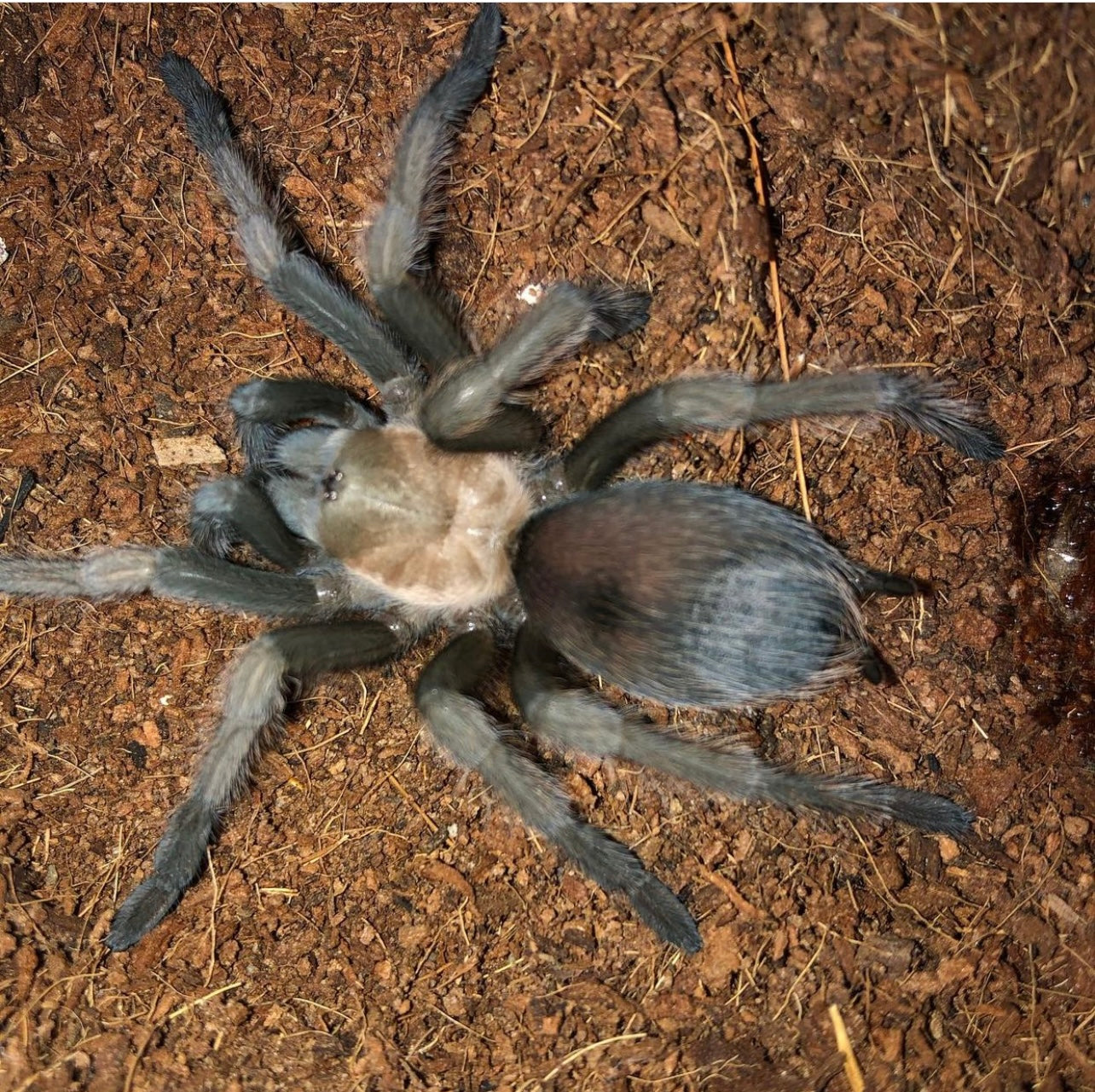 Tarantulas – Franksbuggin661