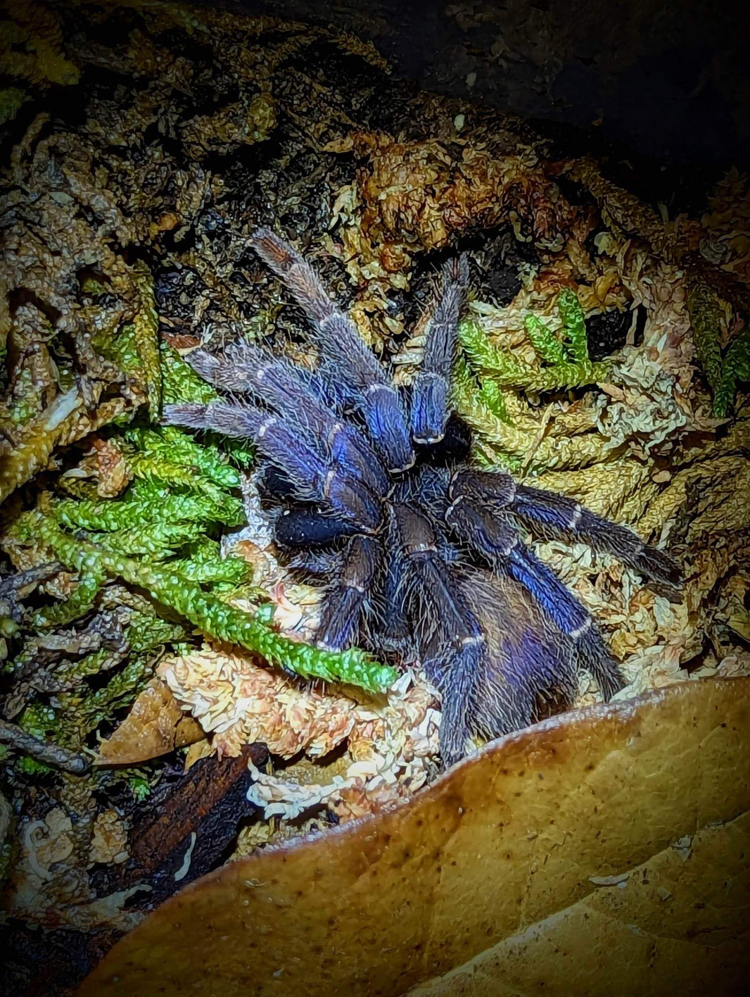 Tarantulas – Page 4 – Franksbuggin661