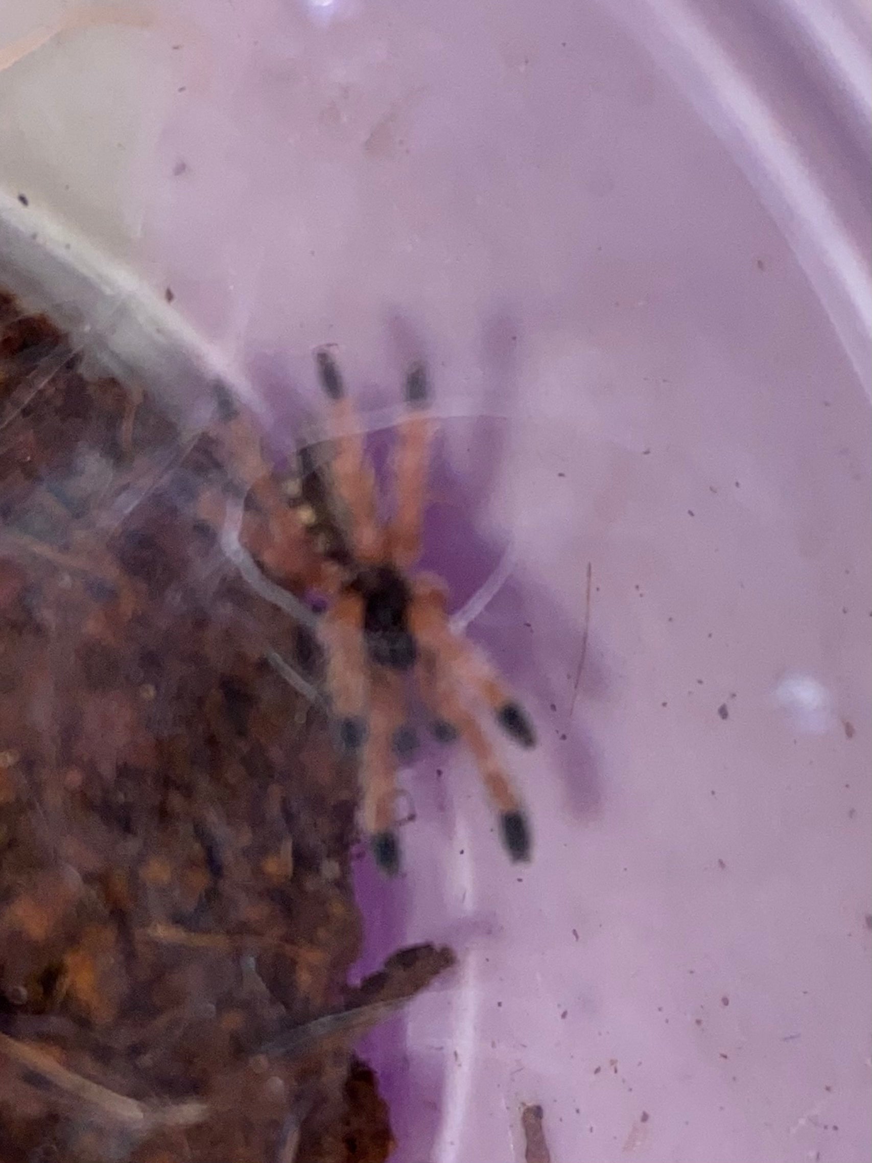 Amazonius germani (P gigas) – Franksbuggin661