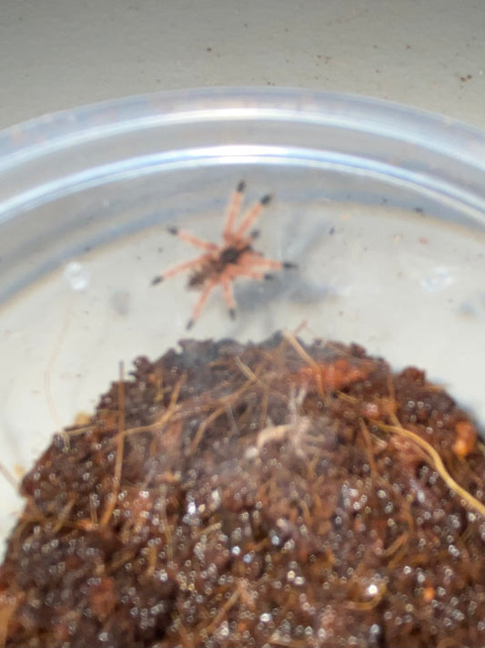 Products – Page 2 – Franksbuggin661