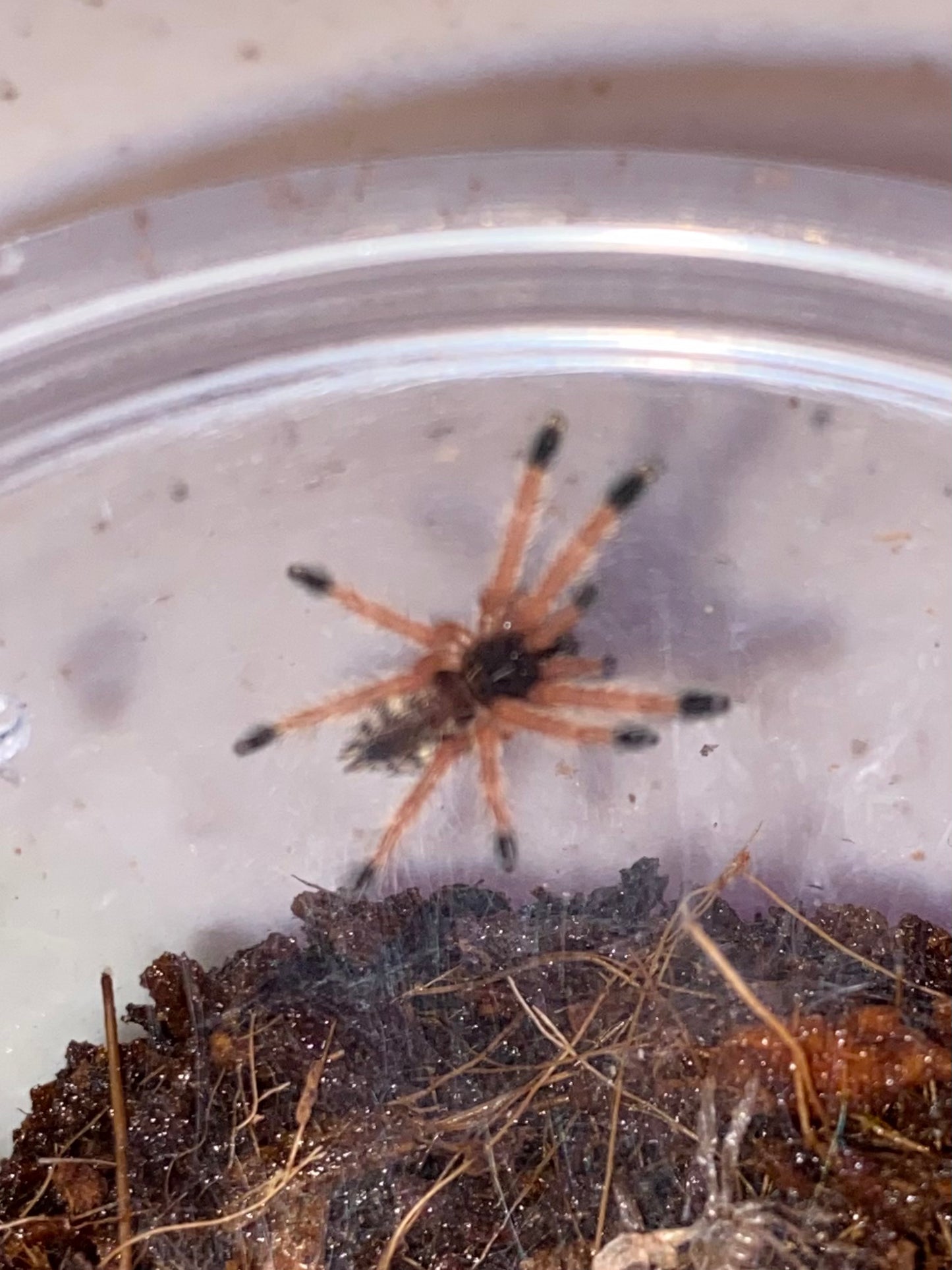 Amazonius germani (P gigas) – Franksbuggin661